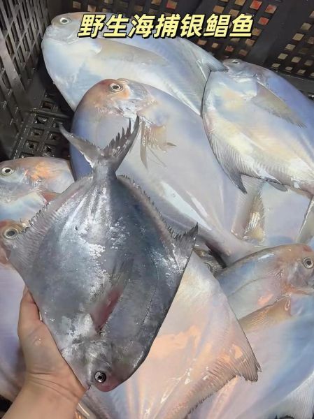 鲳鱼图片大全_如何挑选新鲜鲳鱼-第3张图片-山城妙识