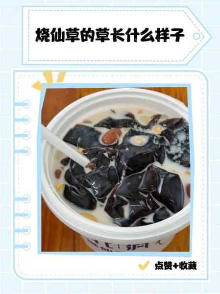 烧仙草长什么样子_烧仙草图片实物对比-第1张图片-山城妙识