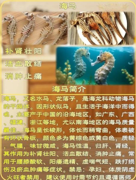 海马配什么药材补肾最佳_海马补肾壮阳配方-第1张图片-山城妙识 海马配什么药材补肾最佳_海马补肾壮阳配方-第1张图片-山城妙识