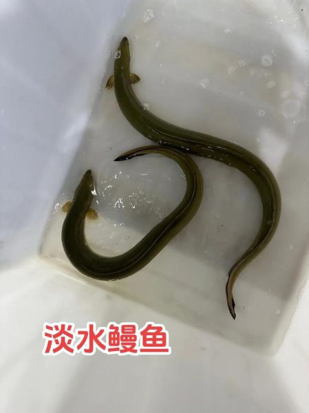 白鳗鱼多少钱一斤_白鳗鱼价格行情-第3张图片-山城妙识