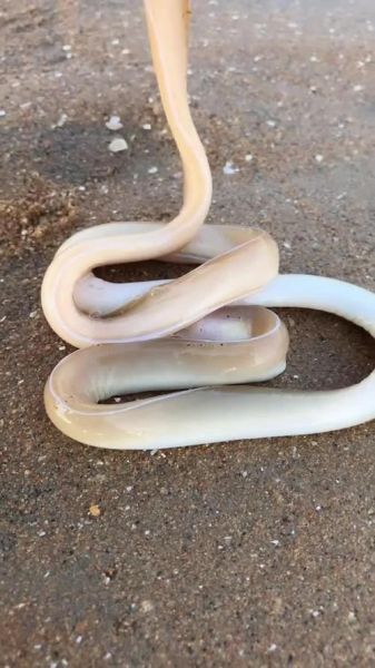 白鳗鱼多少钱一斤_白鳗鱼价格行情-第1张图片-山城妙识