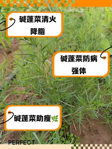 蓬蒿菜是发物吗_什么人不能吃蓬蒿菜-第1张图片-山城妙识 蓬蒿菜是发物吗_什么人不能吃蓬蒿菜-第1张图片-山城妙识