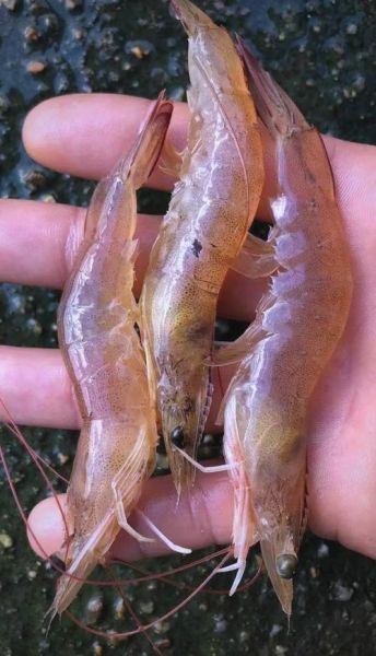 南美对虾价格多少钱一斤_南美对虾价格为何波动大-第2张图片-山城妙识 南美对虾价格多少钱一斤_南美对虾价格为何波动大-第2张图片-山城妙识