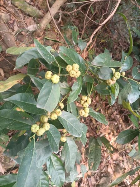 算盘子植物长什么样_算盘子有毒吗-第1张图片-山城妙识