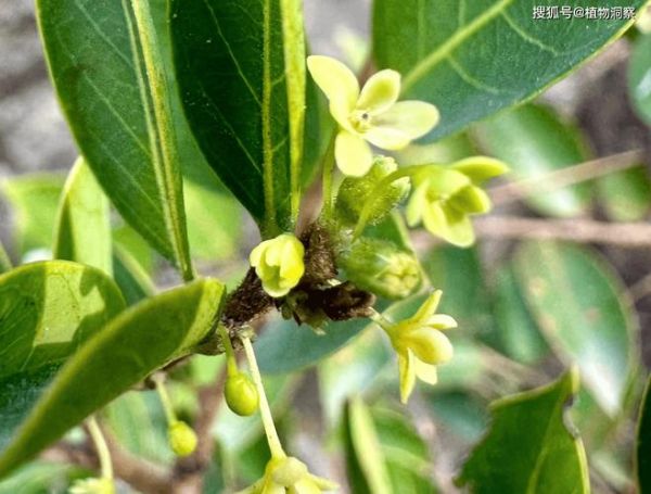 算盘子植物长什么样_算盘子有毒吗-第2张图片-山城妙识