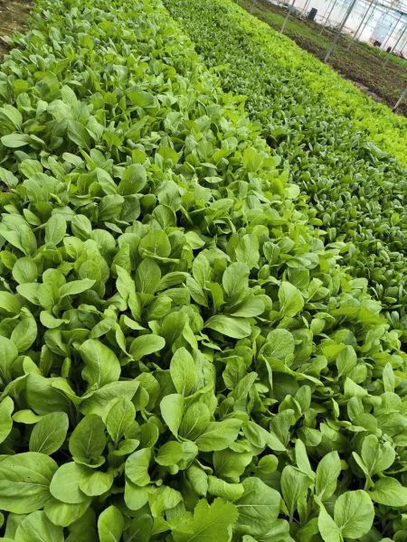 叶子菜有哪些品种_叶子菜怎么挑选-第1张图片-山城妙识