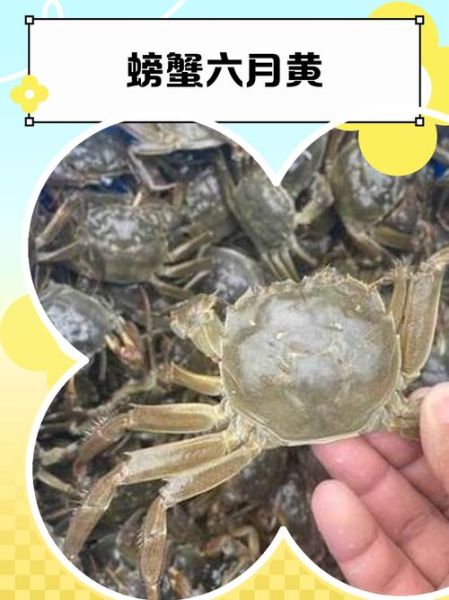 六月黄大闸蟹是什么_六月黄和成熟蟹区别-第3张图片-山城妙识 六月黄大闸蟹是什么_六月黄和成熟蟹区别-第3张图片-山城妙识