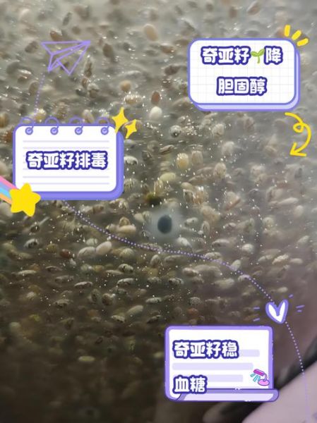 奇亚籽的功效与作用_奇亚籽怎么吃才正确-第2张图片-山城妙识