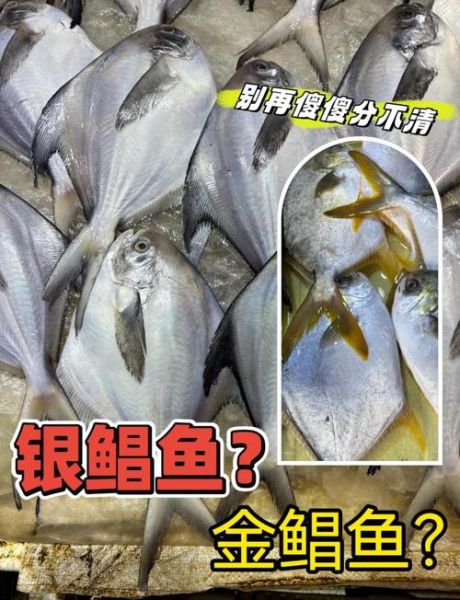 金昌鱼和金鲳鱼的区别_哪个更好吃-第1张图片-山城妙识 金昌鱼和金鲳鱼的区别_哪个更好吃-第1张图片-山城妙识