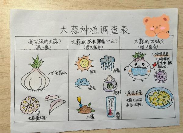 蒜苗怎么种_蒜苗种植时间和方法-第3张图片-山城妙识