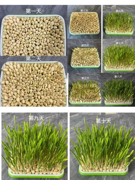 蒜苗怎么种_蒜苗种植时间和方法-第1张图片-山城妙识