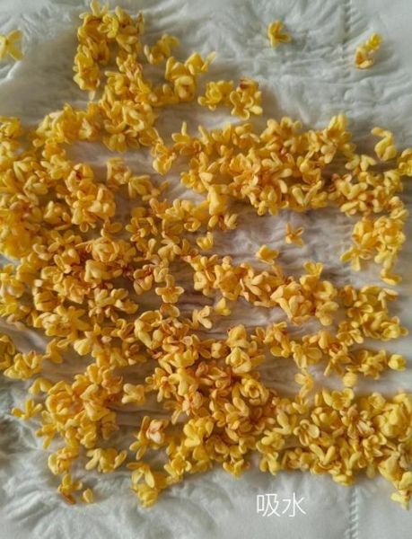 桂花阴干的正确做法_桂花怎么阴干不变色-第1张图片-山城妙识