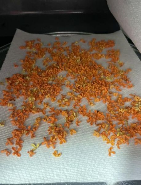 桂花阴干的正确做法_桂花怎么阴干不变色-第3张图片-山城妙识