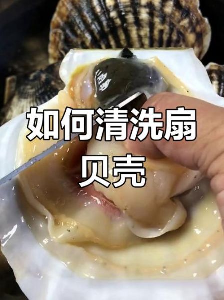 扇贝肉哪些部位不能吃_图解教你避开毒素区-第2张图片-山城妙识