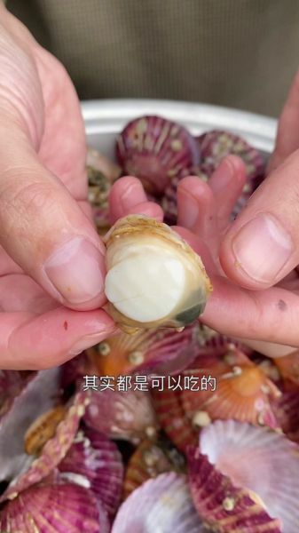扇贝肉哪些部位不能吃_图解教你避开毒素区-第1张图片-山城妙识