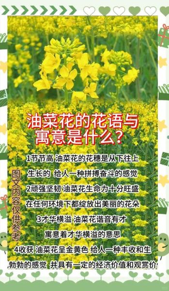 油菜花的花语象征什么_油菜花代表什么寓意-第1张图片-山城妙识 油菜花的花语象征什么_油菜花代表什么寓意-第1张图片-山城妙识