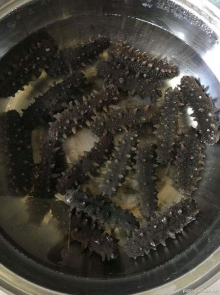 海参怎么发才正确_干海参泡发全过程-第2张图片-山城妙识