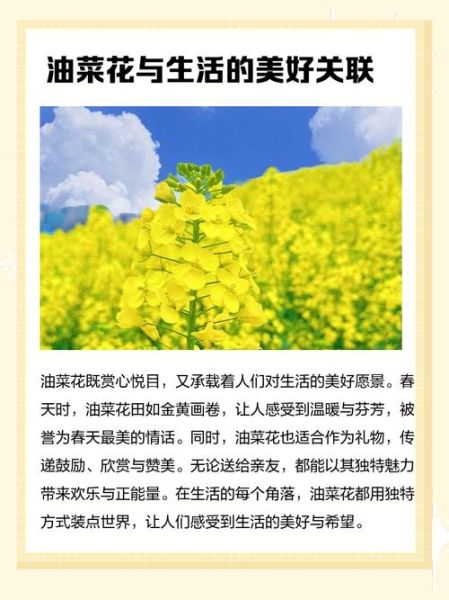 油菜花的花语象征什么_油菜花代表什么寓意-第3张图片-山城妙识 油菜花的花语象征什么_油菜花代表什么寓意-第3张图片-山城妙识
