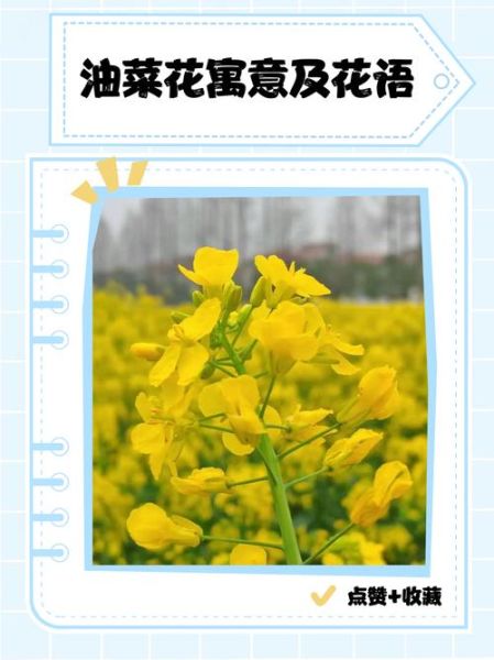 油菜花的花语象征什么_油菜花代表什么寓意-第2张图片-山城妙识 油菜花的花语象征什么_油菜花代表什么寓意-第2张图片-山城妙识
