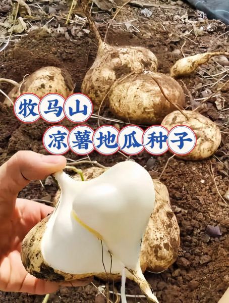 凉薯什么时候种植最好_凉薯种植最佳时间-第3张图片-山城妙识