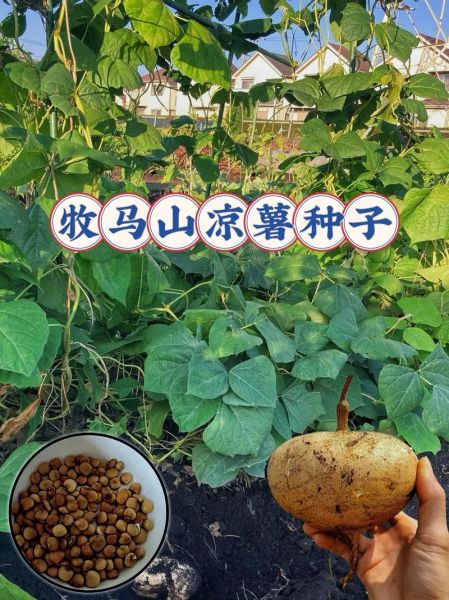 凉薯什么时候种植最好_凉薯种植最佳时间-第1张图片-山城妙识