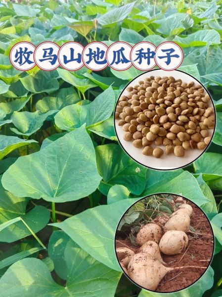 凉薯什么时候种植最好_凉薯种植最佳时间-第2张图片-山城妙识