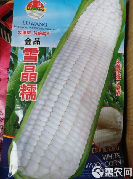 甜玉米种子什么品种好_甜玉米种子推荐-第2张图片-山城妙识 甜玉米种子什么品种好_甜玉米种子推荐-第2张图片-山城妙识