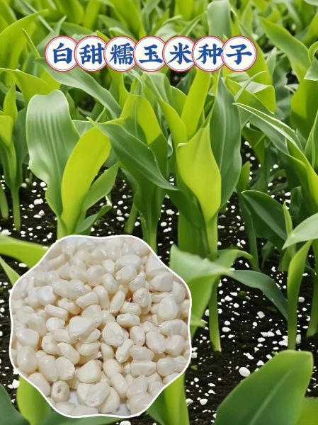 甜玉米种子什么品种好_甜玉米种子推荐-第1张图片-山城妙识 甜玉米种子什么品种好_甜玉米种子推荐-第1张图片-山城妙识