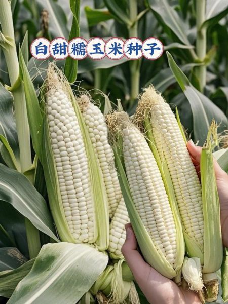 甜玉米种子什么品种好_甜玉米种子推荐-第3张图片-山城妙识 甜玉米种子什么品种好_甜玉米种子推荐-第3张图片-山城妙识