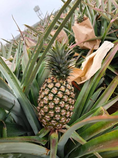 凤梨价格多少钱一斤_凤梨多少钱一斤2024-第1张图片-山城妙识 凤梨价格多少钱一斤_凤梨多少钱一斤2024-第1张图片-山城妙识