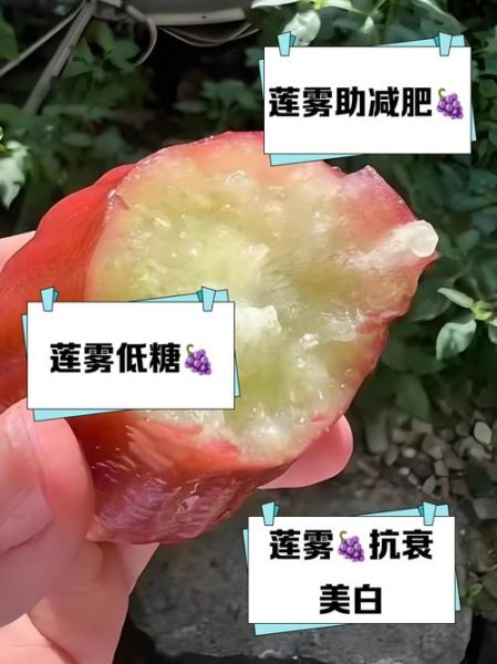 莲雾八杯水真的吗_莲雾含水量多少-第2张图片-山城妙识