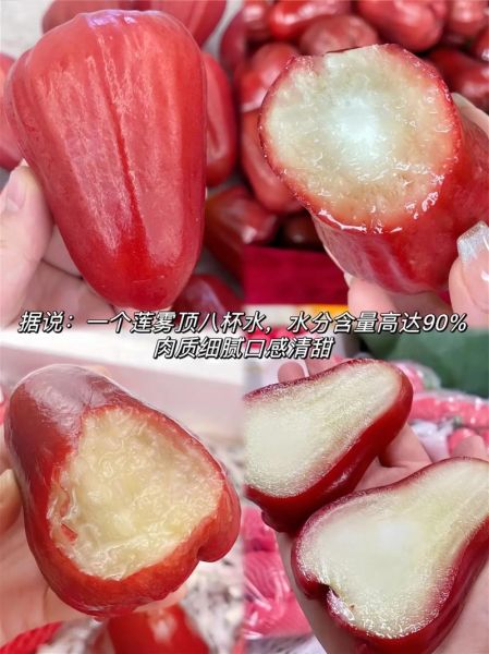 莲雾八杯水真的吗_莲雾含水量多少-第3张图片-山城妙识