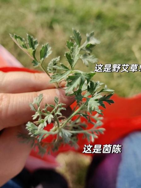 茵陈和青蒿的区别_怎么分辨-第1张图片-山城妙识