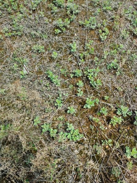 茵陈和青蒿的区别_怎么分辨-第2张图片-山城妙识