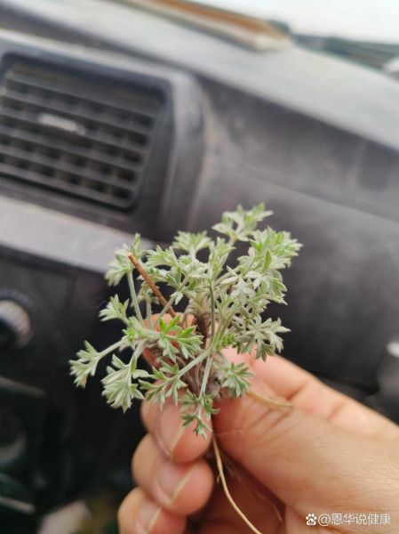 茵陈和青蒿的区别_怎么分辨-第3张图片-山城妙识