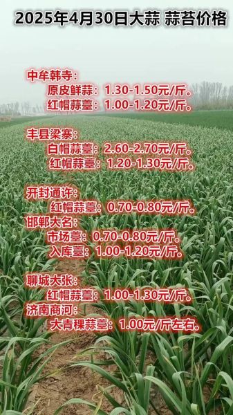 今日大蒜价格多少钱一斤_蒜通天下最新行情-第2张图片-山城妙识
