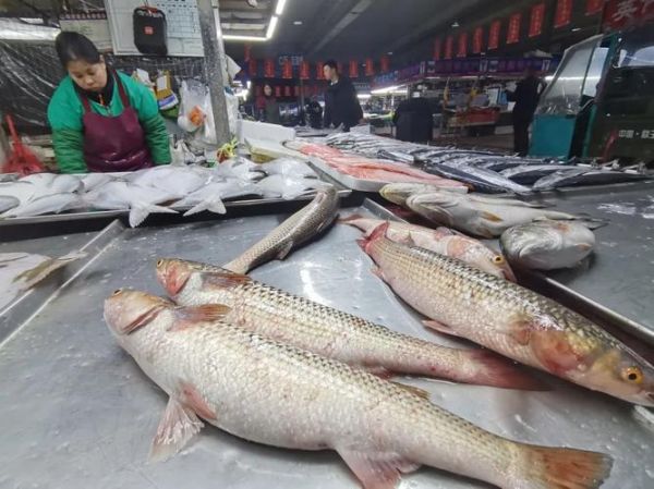 梭鱼怎么去土腥味_梭鱼不腥的做法-第3张图片-山城妙识 梭鱼怎么去土腥味_梭鱼不腥的做法-第3张图片-山城妙识