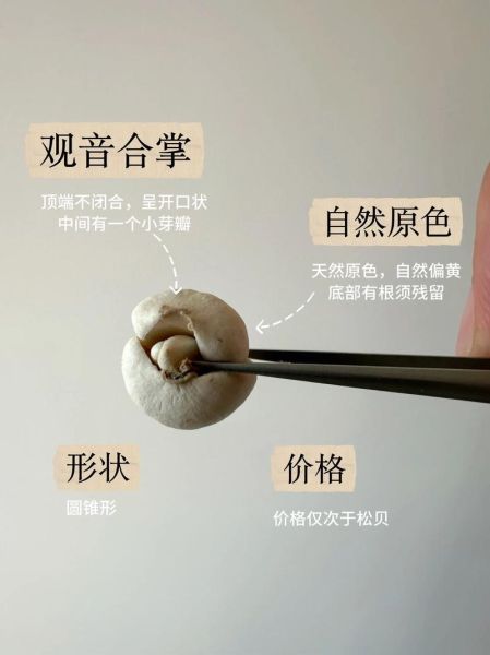 川贝母多少钱一克_川贝母价格影响因素-第1张图片-山城妙识 川贝母多少钱一克_川贝母价格影响因素-第1张图片-山城妙识