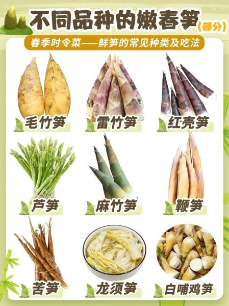 冬笋和春笋的区别_冬笋怎么挑选-第3张图片-山城妙识 冬笋和春笋的区别_冬笋怎么挑选-第3张图片-山城妙识