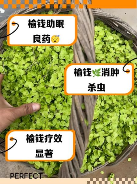 榆钱的功效与作用_榆钱怎么吃最养生-第2张图片-山城妙识