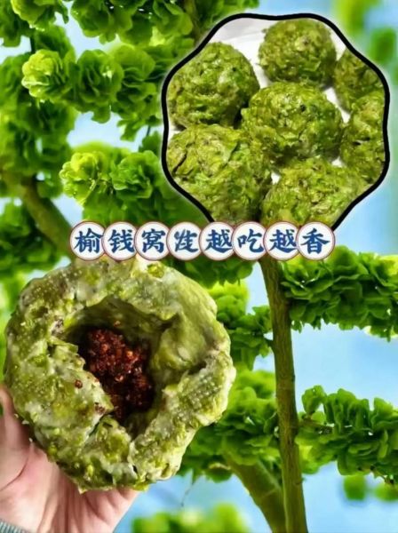 榆钱的功效与作用_榆钱怎么吃最养生-第3张图片-山城妙识