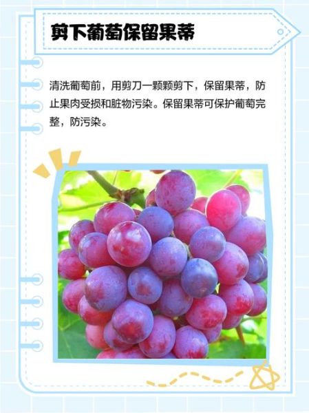 如何快速洗葡萄_葡萄怎么洗干净-第1张图片-山城妙识