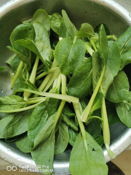 小油菜怎么种_小油菜的营养价值-第3张图片-山城妙识 小油菜怎么种_小油菜的营养价值-第3张图片-山城妙识