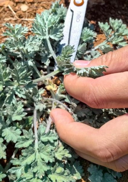 清明粿怎么做_清明粿用什么叶子-第3张图片-山城妙识