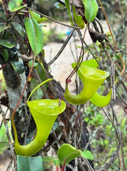 猪笼草怎么养_猪笼草多久浇一次水-第3张图片-山城妙识 猪笼草怎么养_猪笼草多久浇一次水-第3张图片-山城妙识