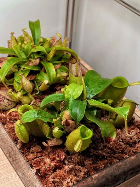 猪笼草怎么养_猪笼草多久浇一次水-第2张图片-山城妙识 猪笼草怎么养_猪笼草多久浇一次水-第2张图片-山城妙识