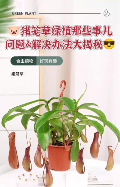猪笼草怎么养_猪笼草多久浇一次水-第1张图片-山城妙识 猪笼草怎么养_猪笼草多久浇一次水-第1张图片-山城妙识
