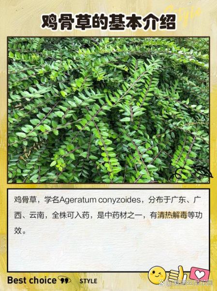 鸡骨草多少钱一斤_鸡骨草价格行情-第2张图片-山城妙识