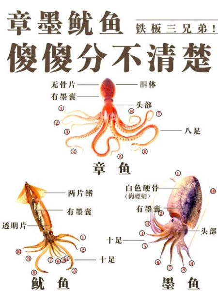 章鱼搜索神器怎么用_章鱼搜索神器安全吗-第2张图片-山城妙识 章鱼搜索神器怎么用_章鱼搜索神器安全吗-第2张图片-山城妙识