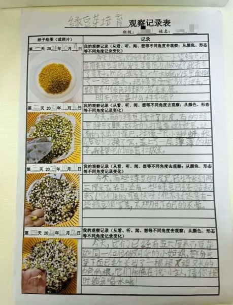 豆芽怎么发芽_豆芽发芽过程记录-第2张图片-山城妙识